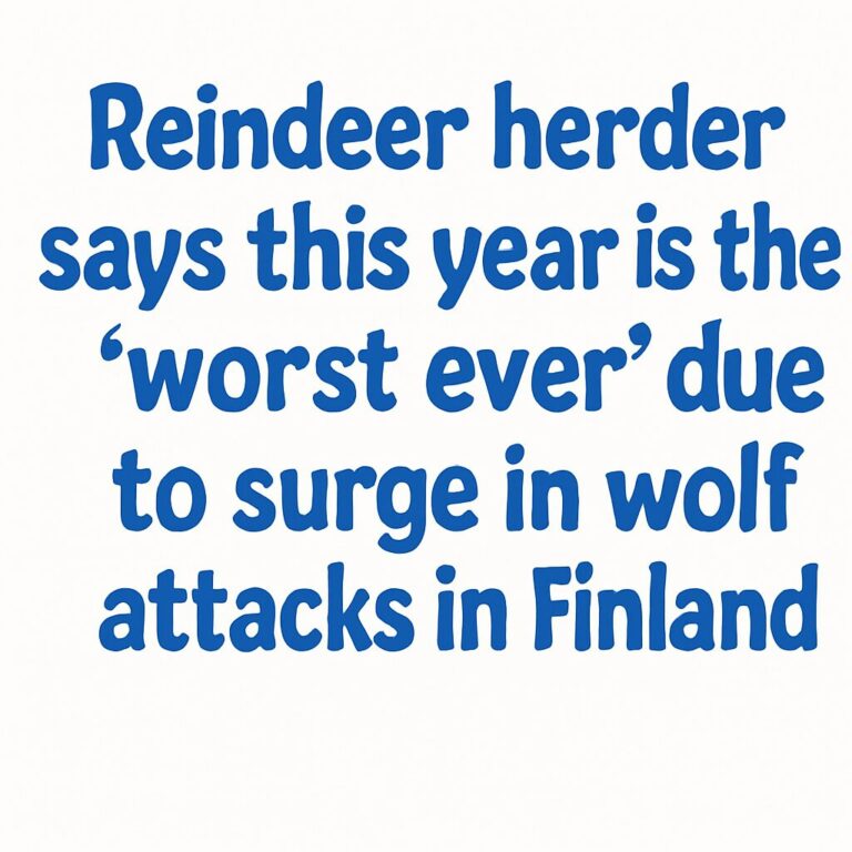 Reindeer herder says this year is the ‘worst ever’ due to surge in wolf ...